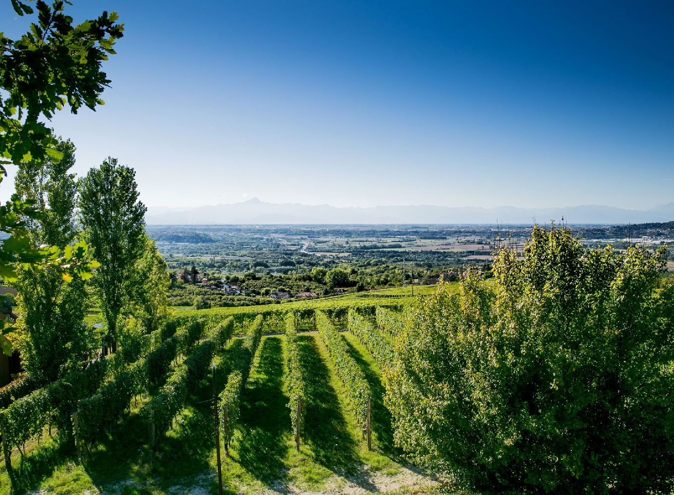 Enoteca online, vendita vini italiani delle migliori cantine: Negozio ...
